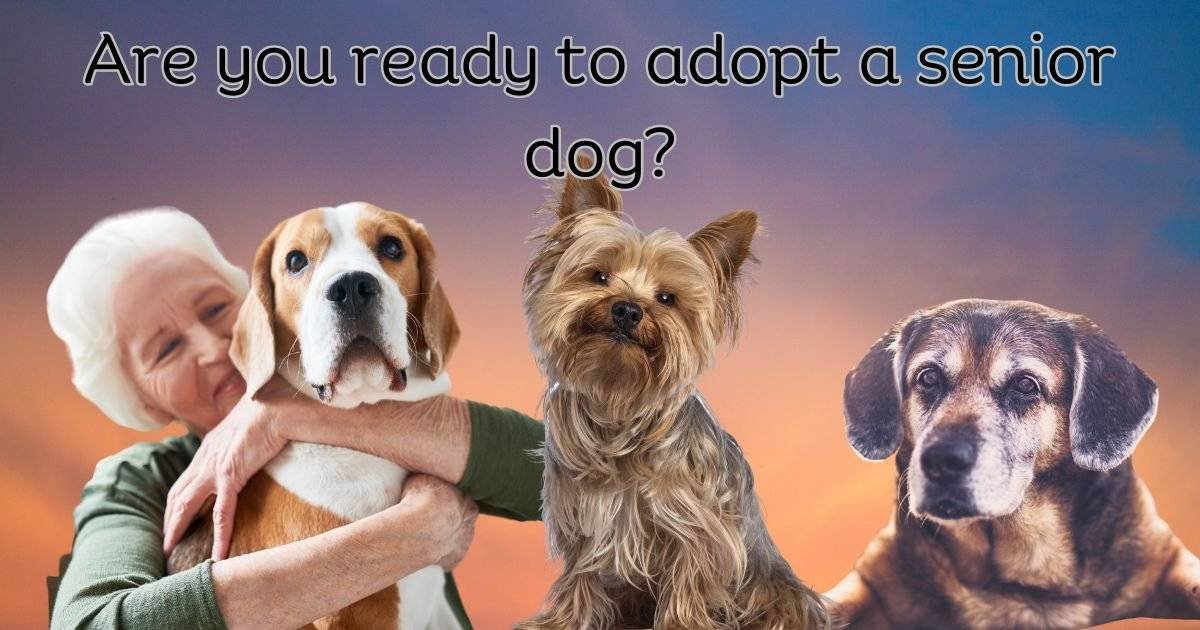 Senior Dog Adoption: 7 Awe-inspiring Factors for First-Time Dog ...